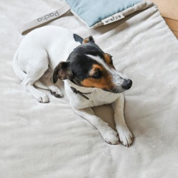 Couverture chien